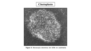 Familia Trypanosomatidae: Características e importancia biológica de ...