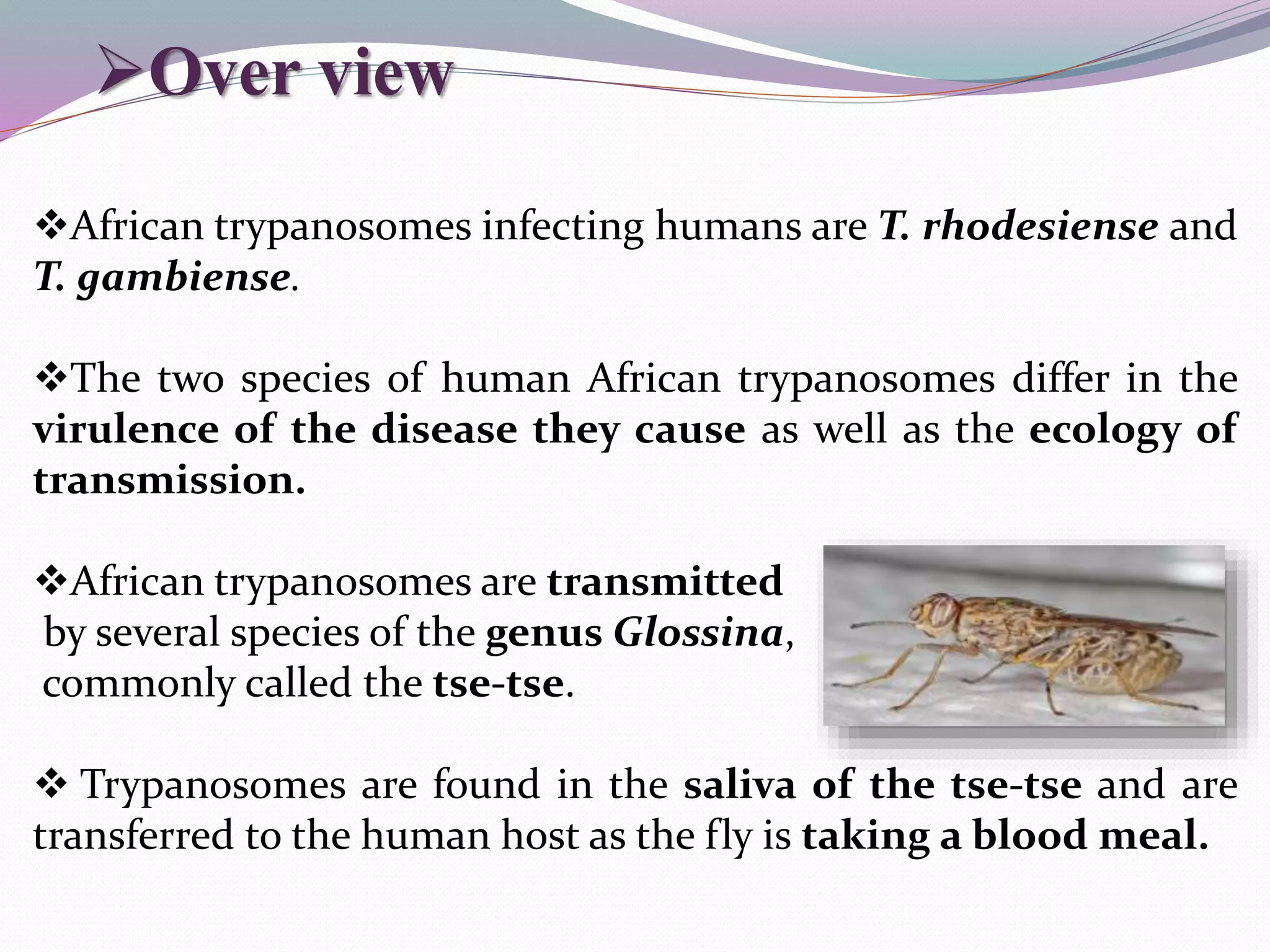 Trypanosoma parasite zeinab klaab | PPTX