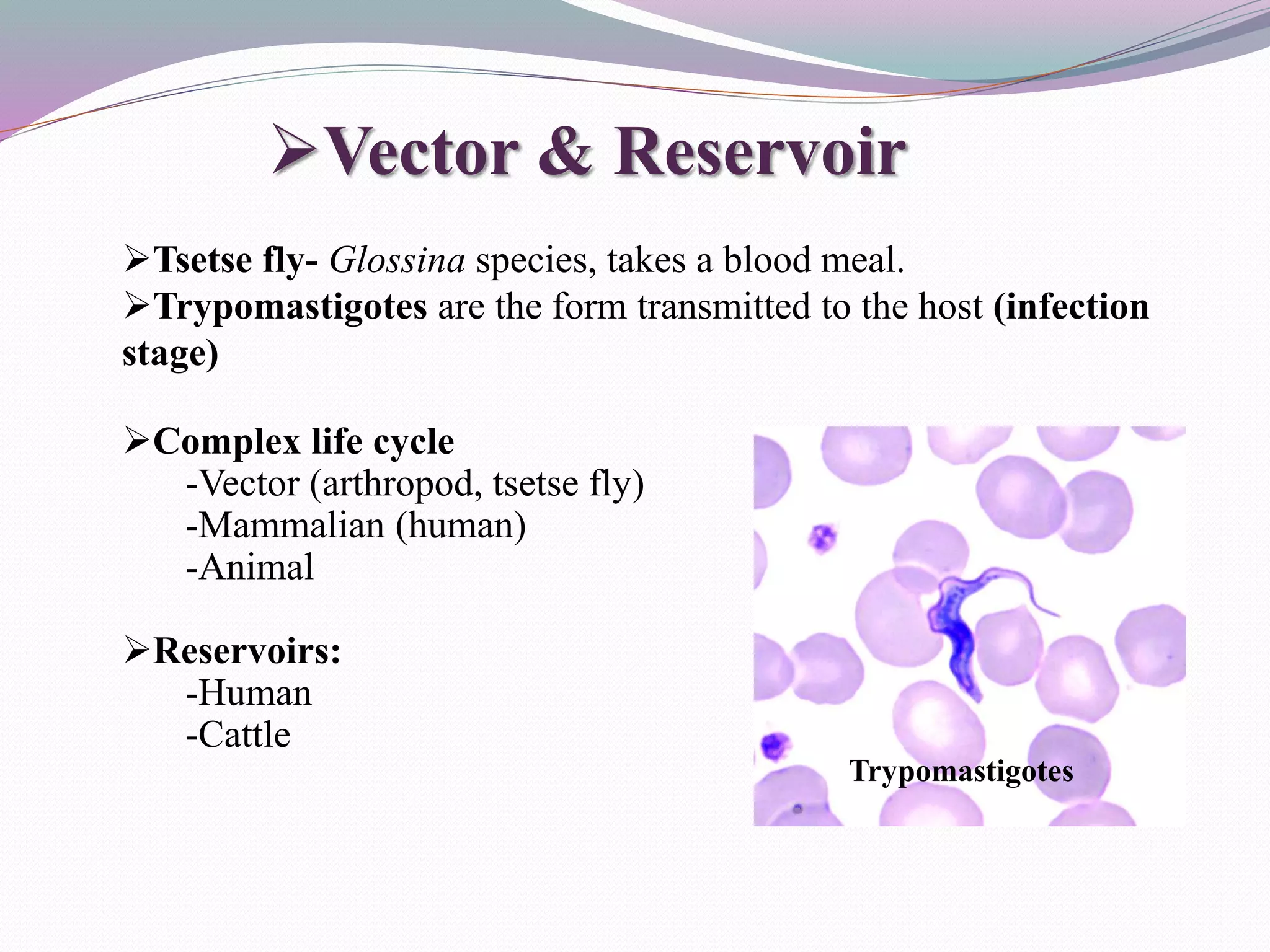 Trypanosoma parasite zeinab klaab | PPTX