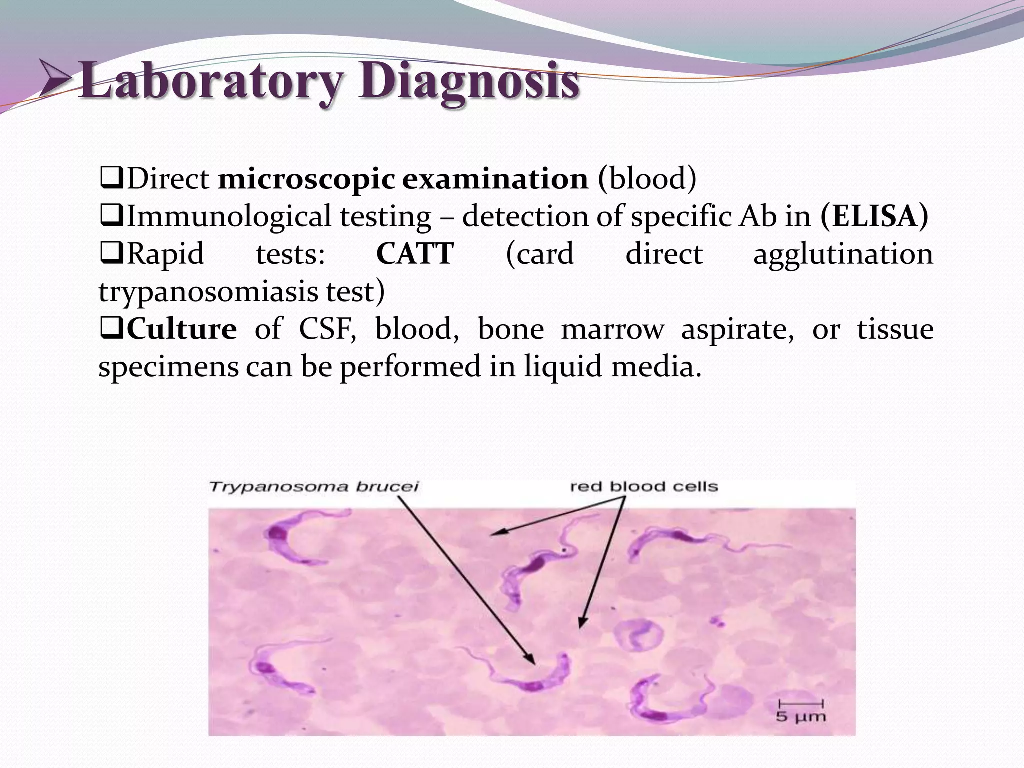Trypanosoma parasite zeinab klaab | PPTX