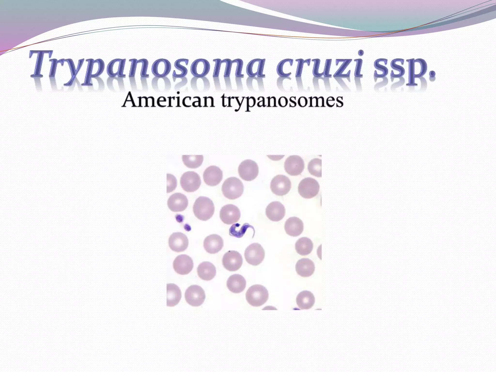 Trypanosoma parasite zeinab klaab | PPTX
