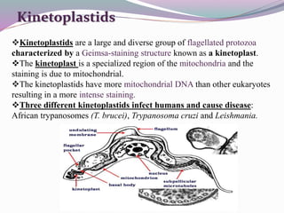 Trypanosoma parasite zeinab klaab | PPTX