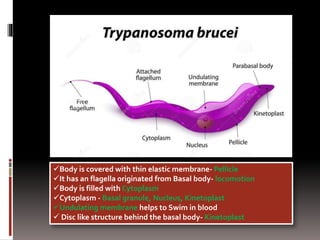Trypanosoma Slide Labeled