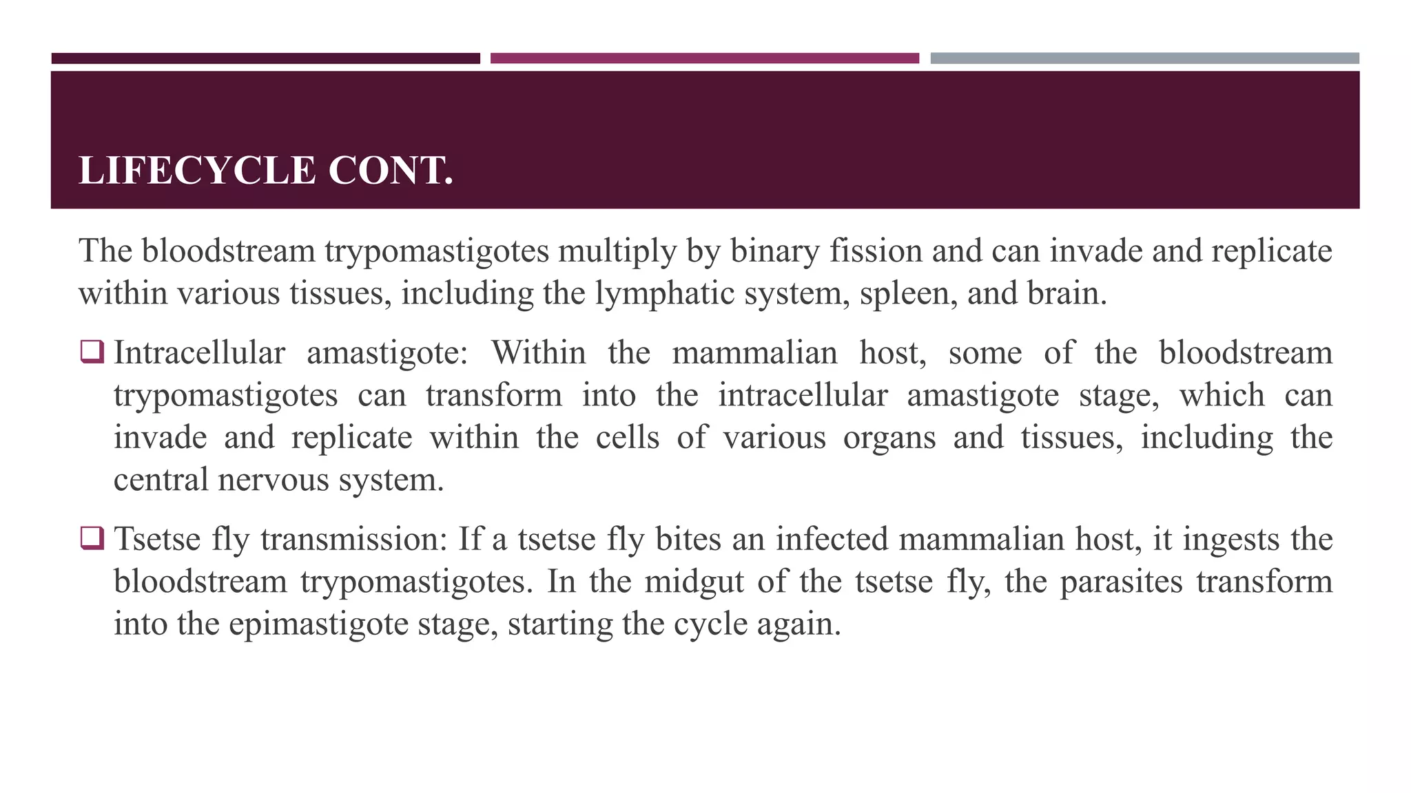 trypanosoma presentation.pptx