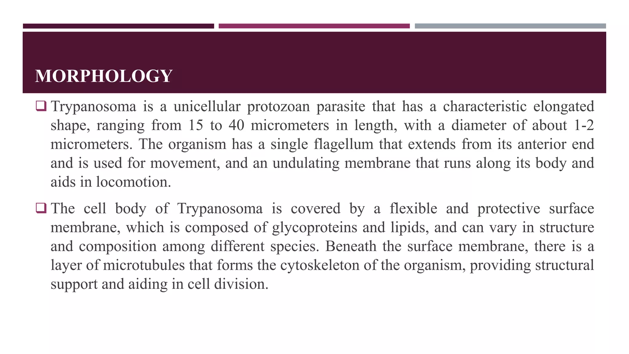 trypanosoma presentation.pptx