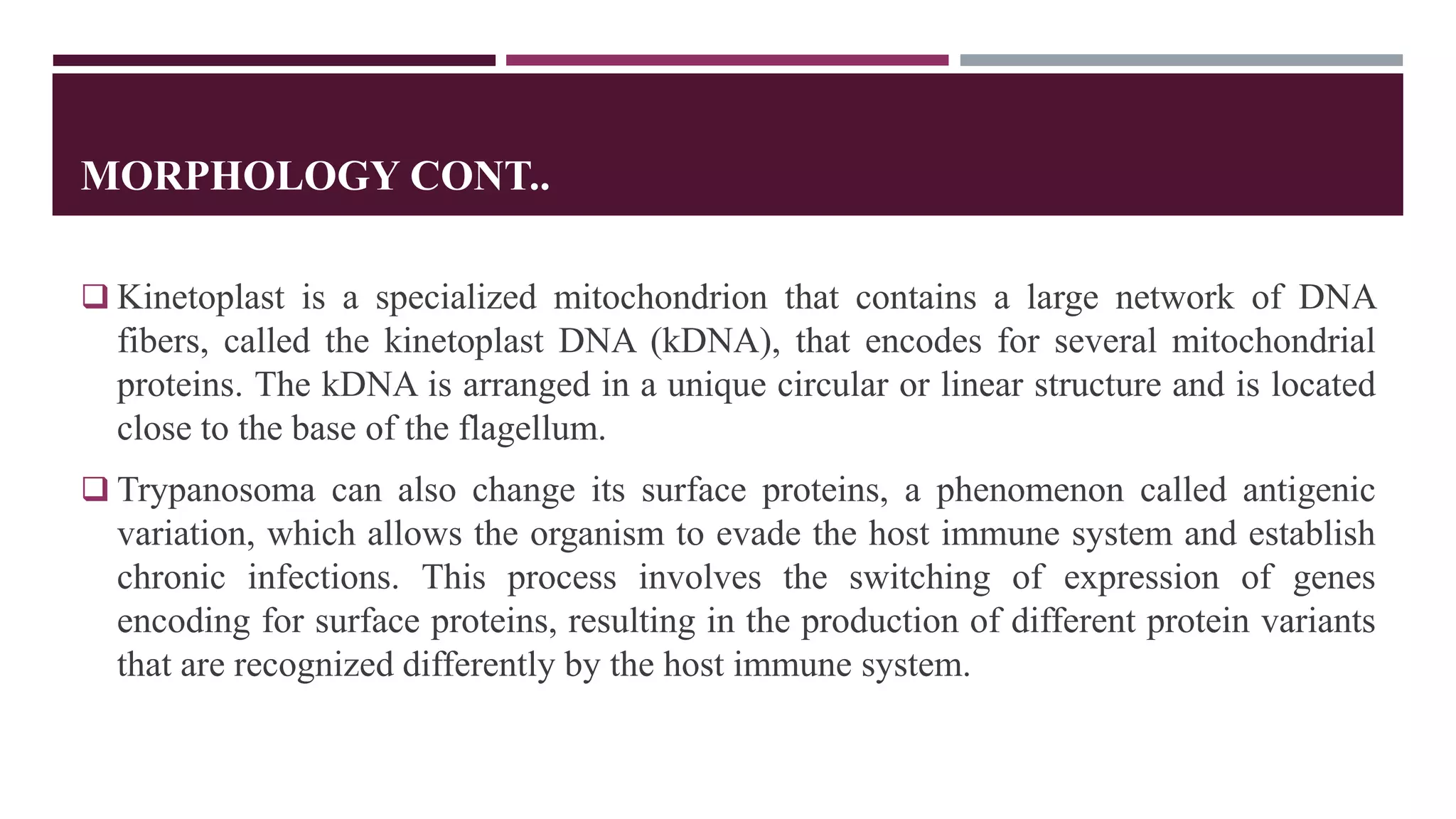 trypanosoma presentation.pptx