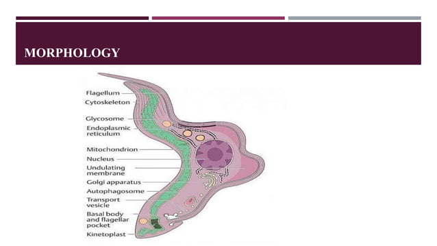 trypanosoma presentation.pptx