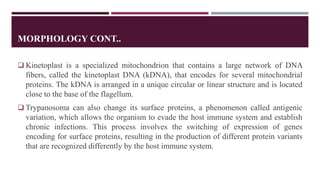 trypanosoma presentation.pptx