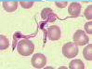 Trypanosoma Microscope Slide