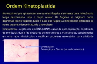 Trypanosoma Zootecnia. veterinaria medicina | PPT