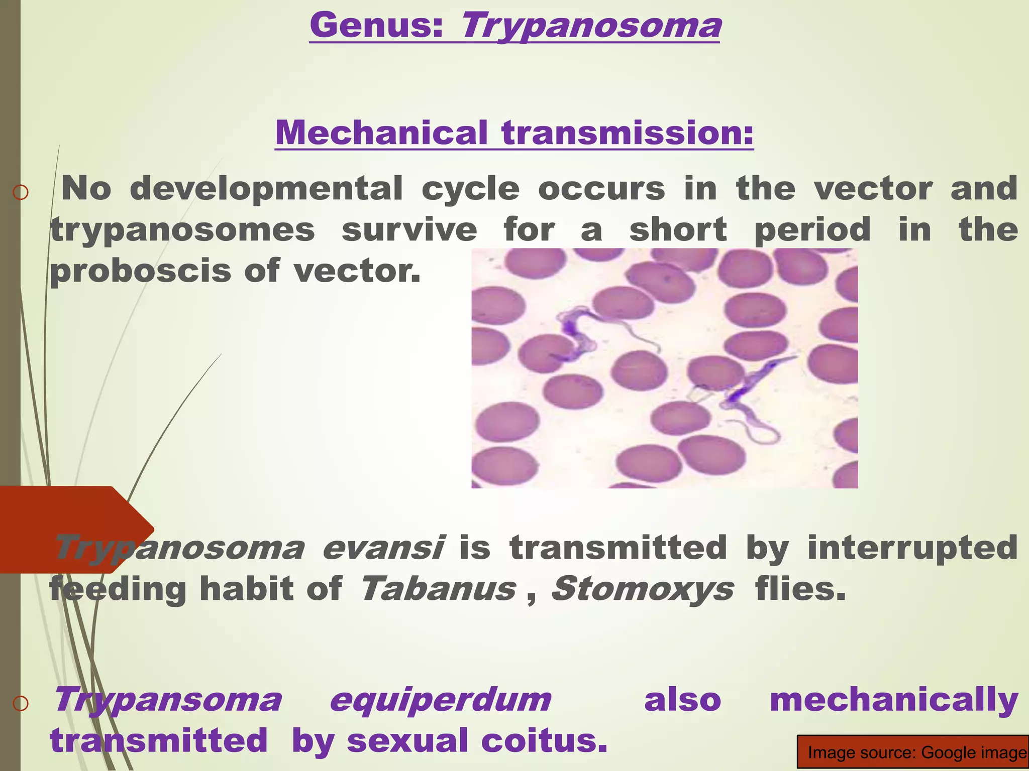 Trypanosomes.pptx