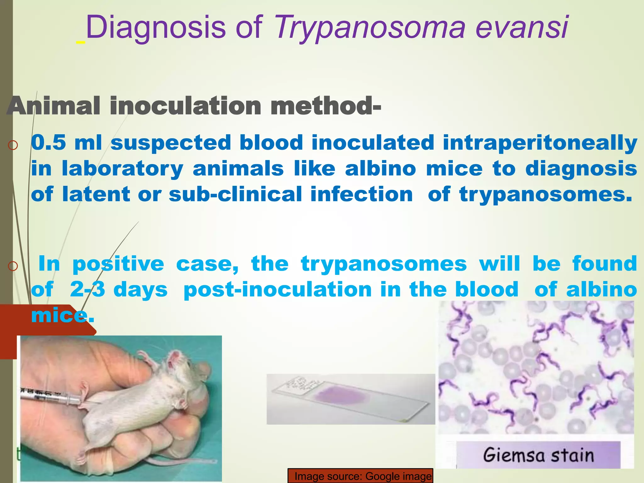 Trypanosomes.pptx