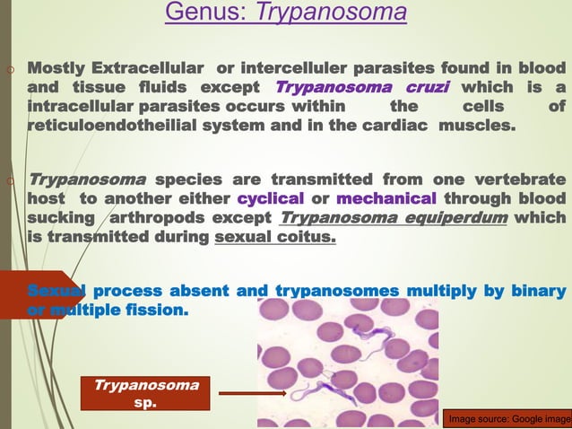Trypanosomes.pptx