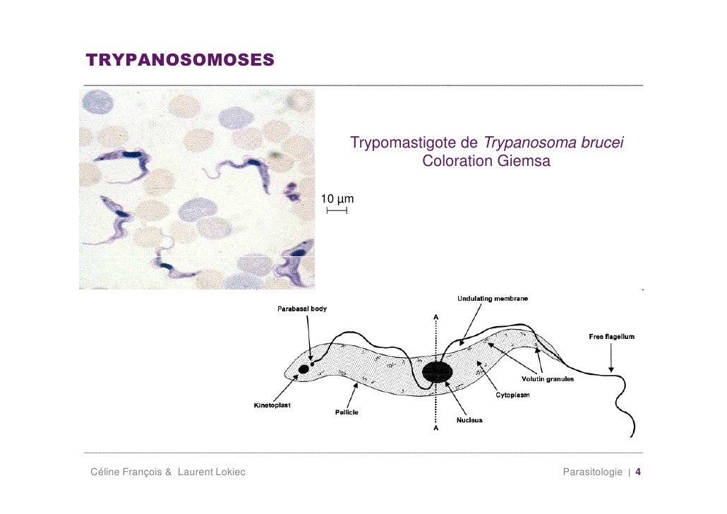 Trypanosomes2009 10 Pdf