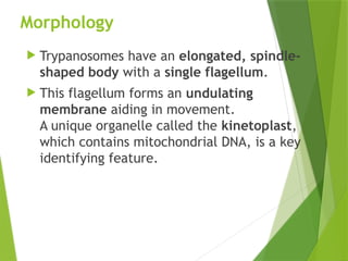 Trypanosomes and its related Presentation.pptx