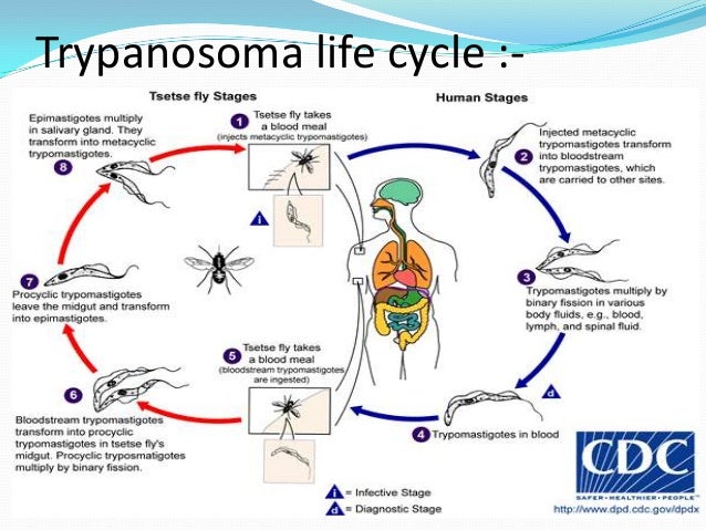 Trypanosomiasis