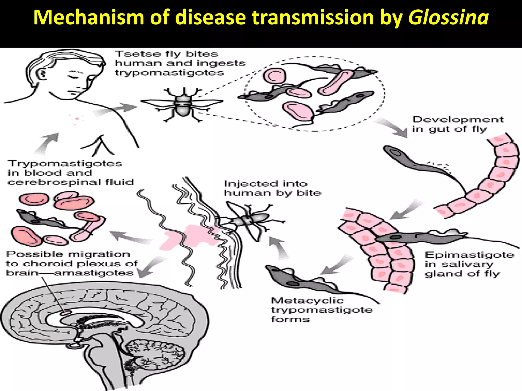 Trypanosomiasis | PDF | Africa Travel | Travel Locations