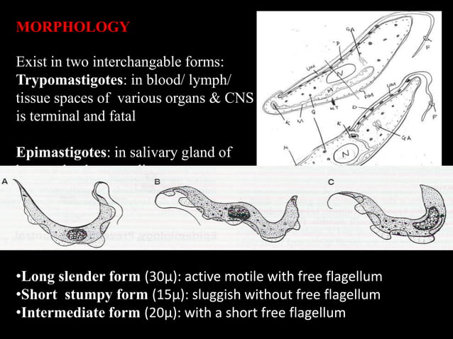 Trypanosomiasis | PDF | Africa Travel | Travel Locations