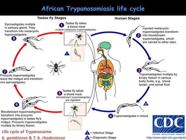 Trypanosomiasis | PDF | Africa Travel | Travel Locations