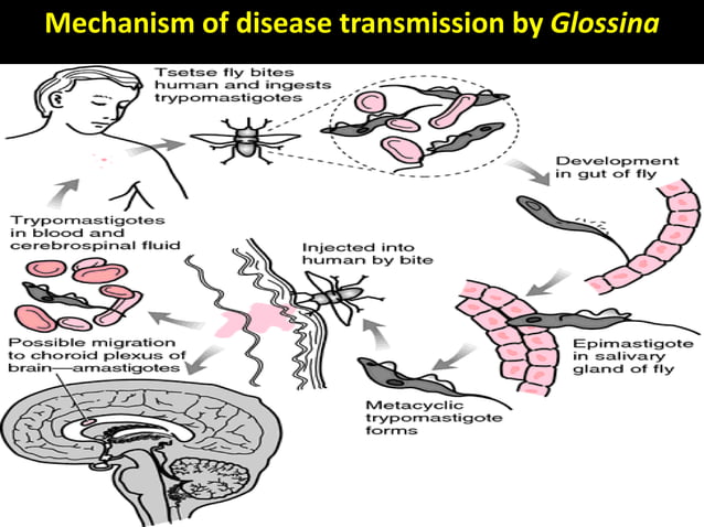 Trypanosomiasis | PDF | Africa Travel | Travel Locations