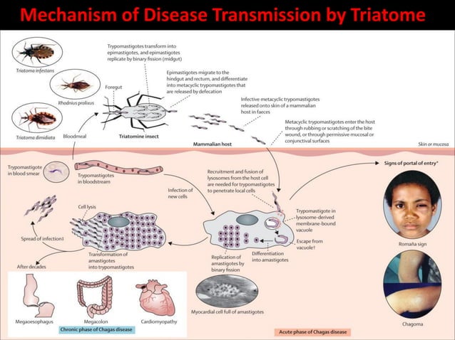 Trypanosomiasis | PDF | Africa Travel | Travel Locations