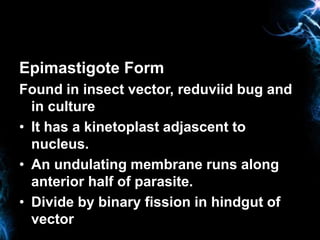 Trypanosomiasis | PPTX