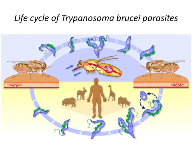 Trypanosomiasis, Sleeping sickness disease of Africa | PDF
