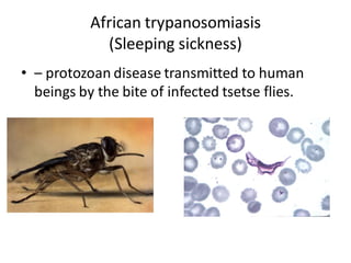 Trypanosomiasis, Sleeping sickness disease of Africa | PDF