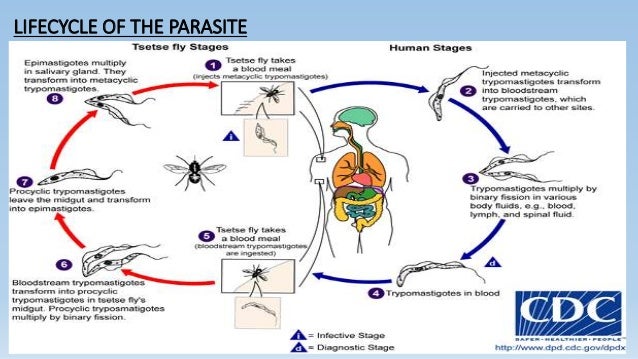 Trypanosomiasis