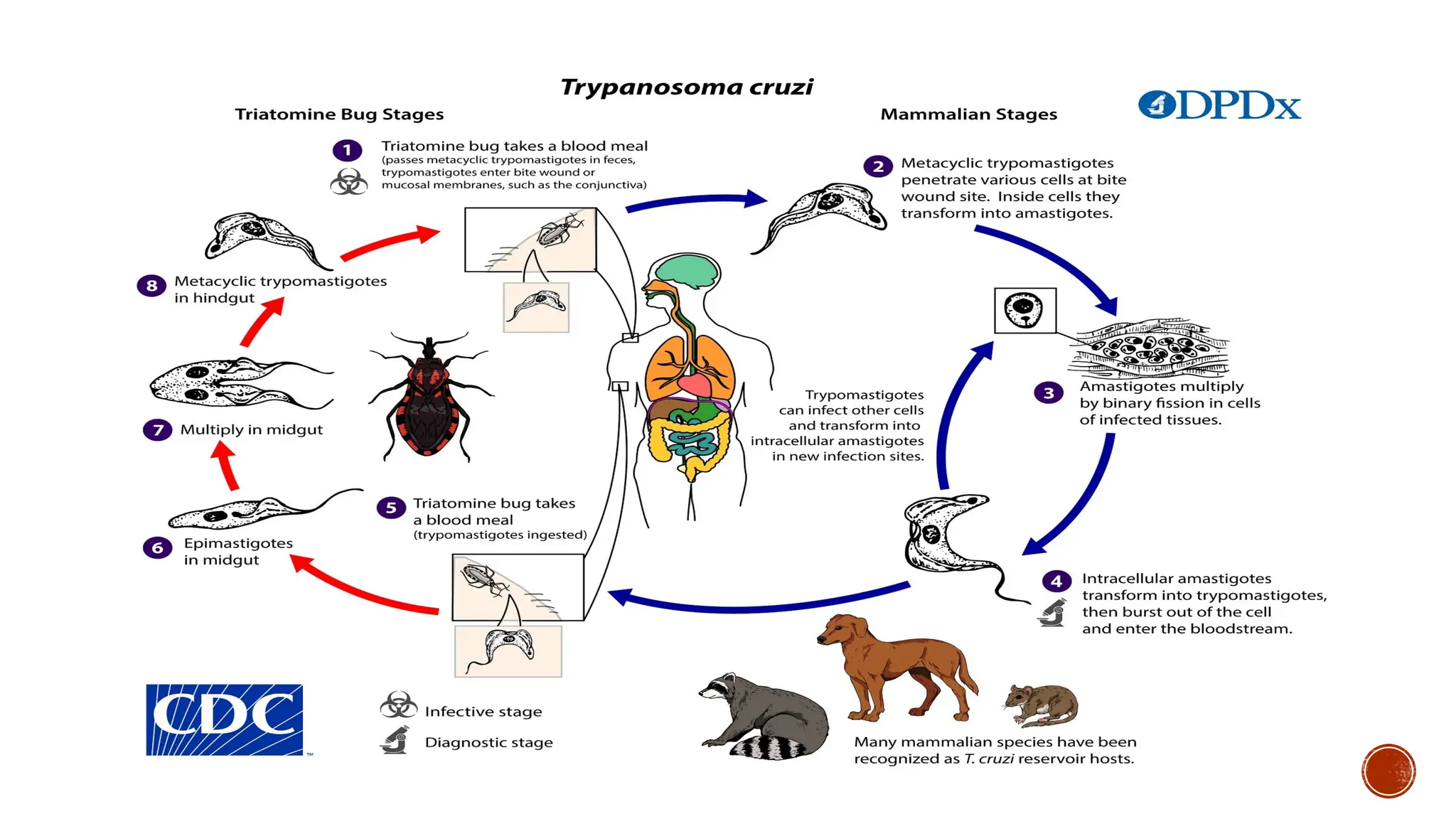 trypanosomivvvbbvvbnnbfccnnbbbasis (1).pptx