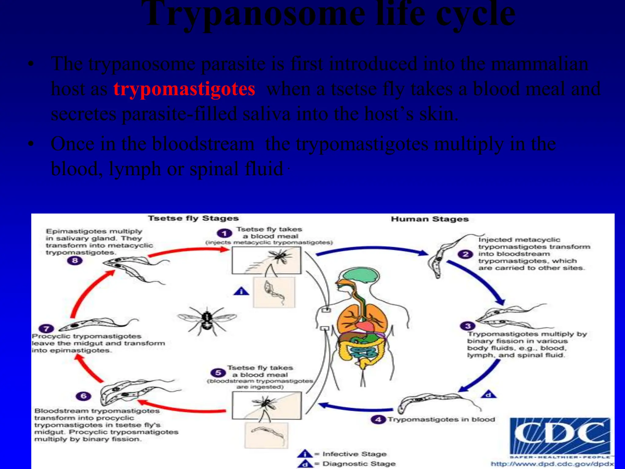 Trypanosomiasis Dr Nzau Muange, MBCHB,MMeD2021.ppt