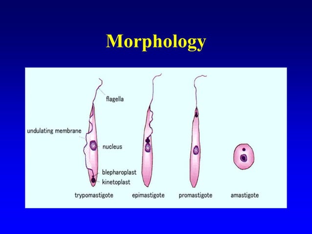 Trypanosomiasis Dr Nzau Muange, MBCHB,MMeD2021.ppt