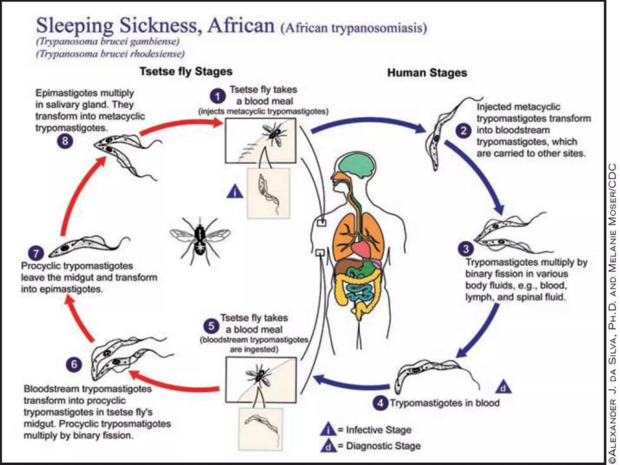 Trypanosomiasis and Leishmaniasis.pptx