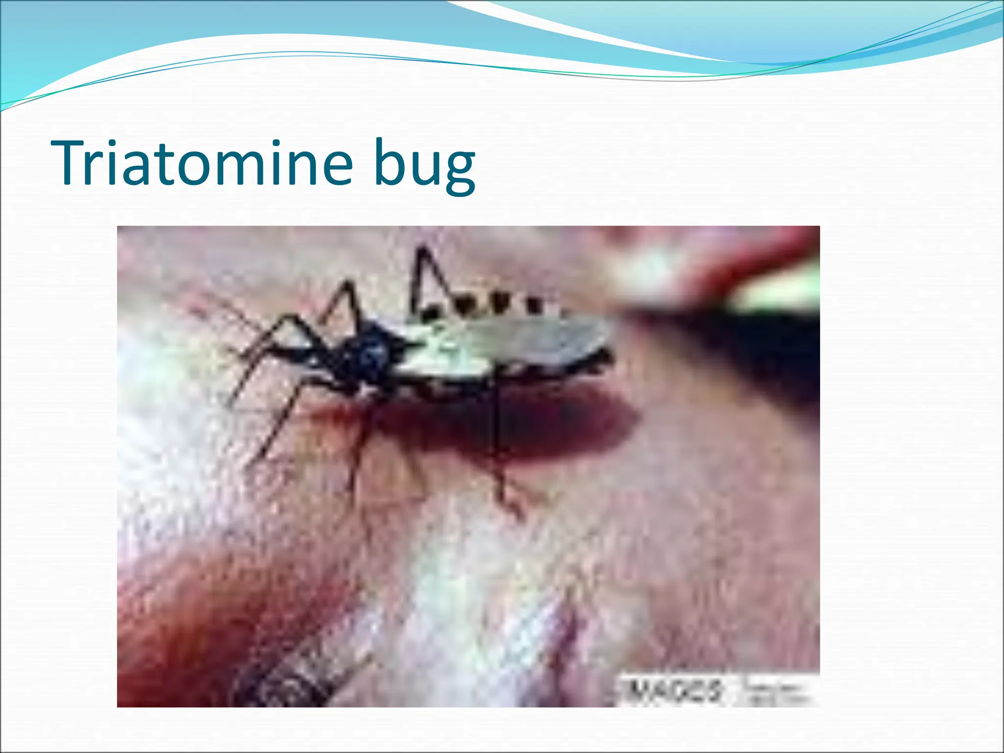 Clinical Parasitology trypansomaiasis.ppt