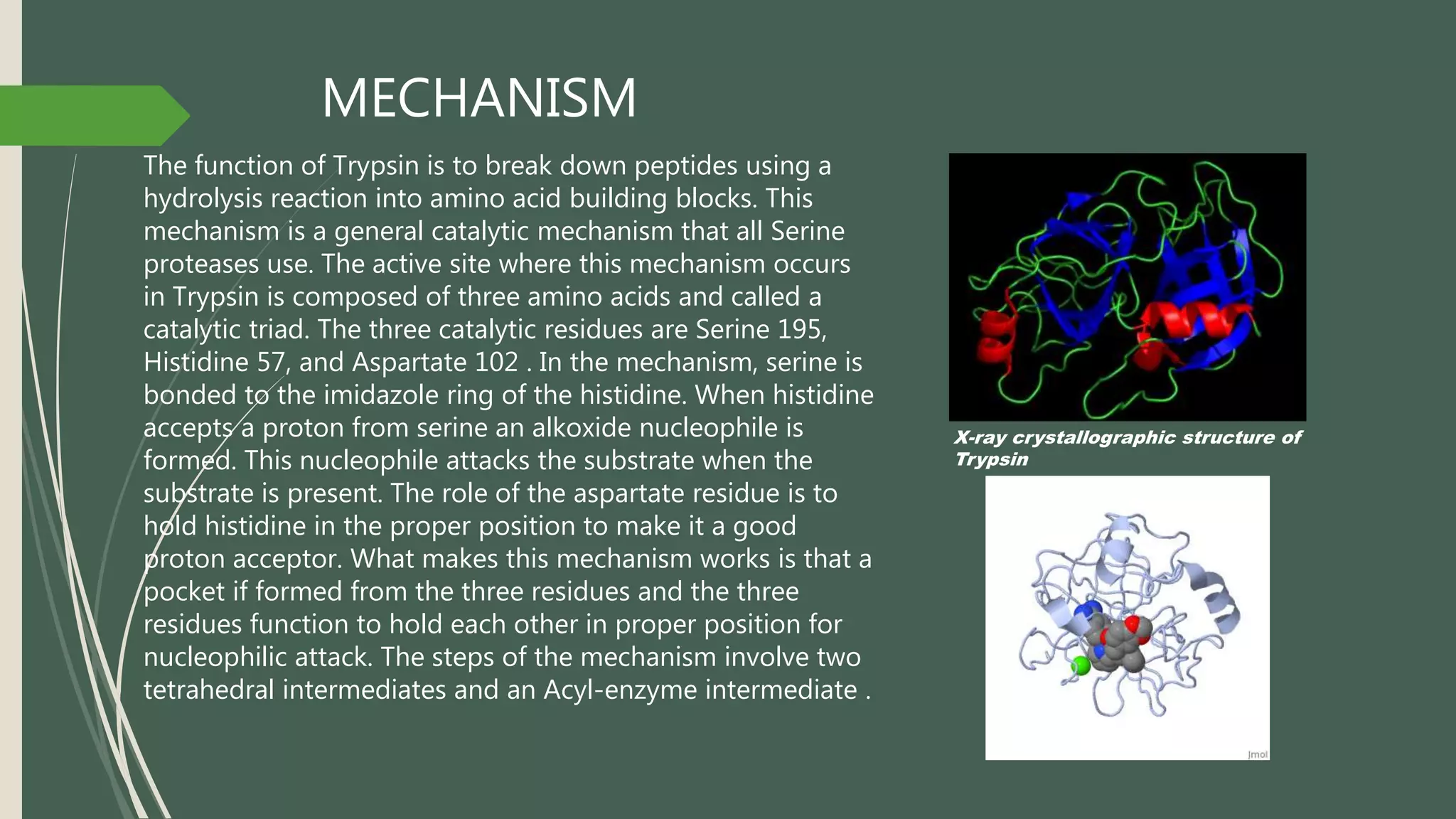 Trypsin including sources, extraction, purification and applications | PPTX
