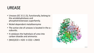 Trypsin, chymotripsin & urease | PDF