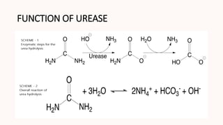 Trypsin, chymotripsin & urease | PDF