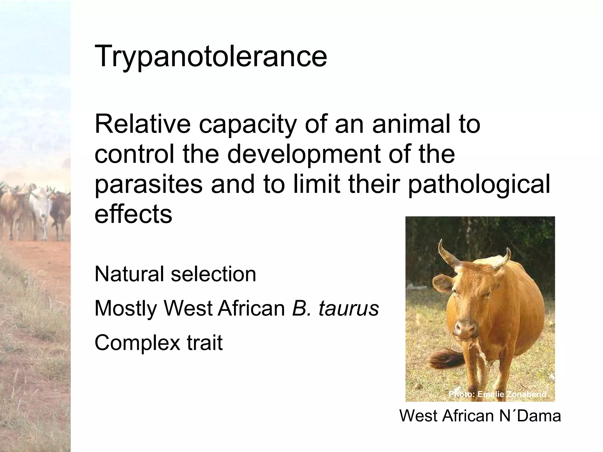 Trypanotolerance and phenotypic characteristics of four Ethiopian ...