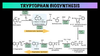 Tryptophan | PDF
