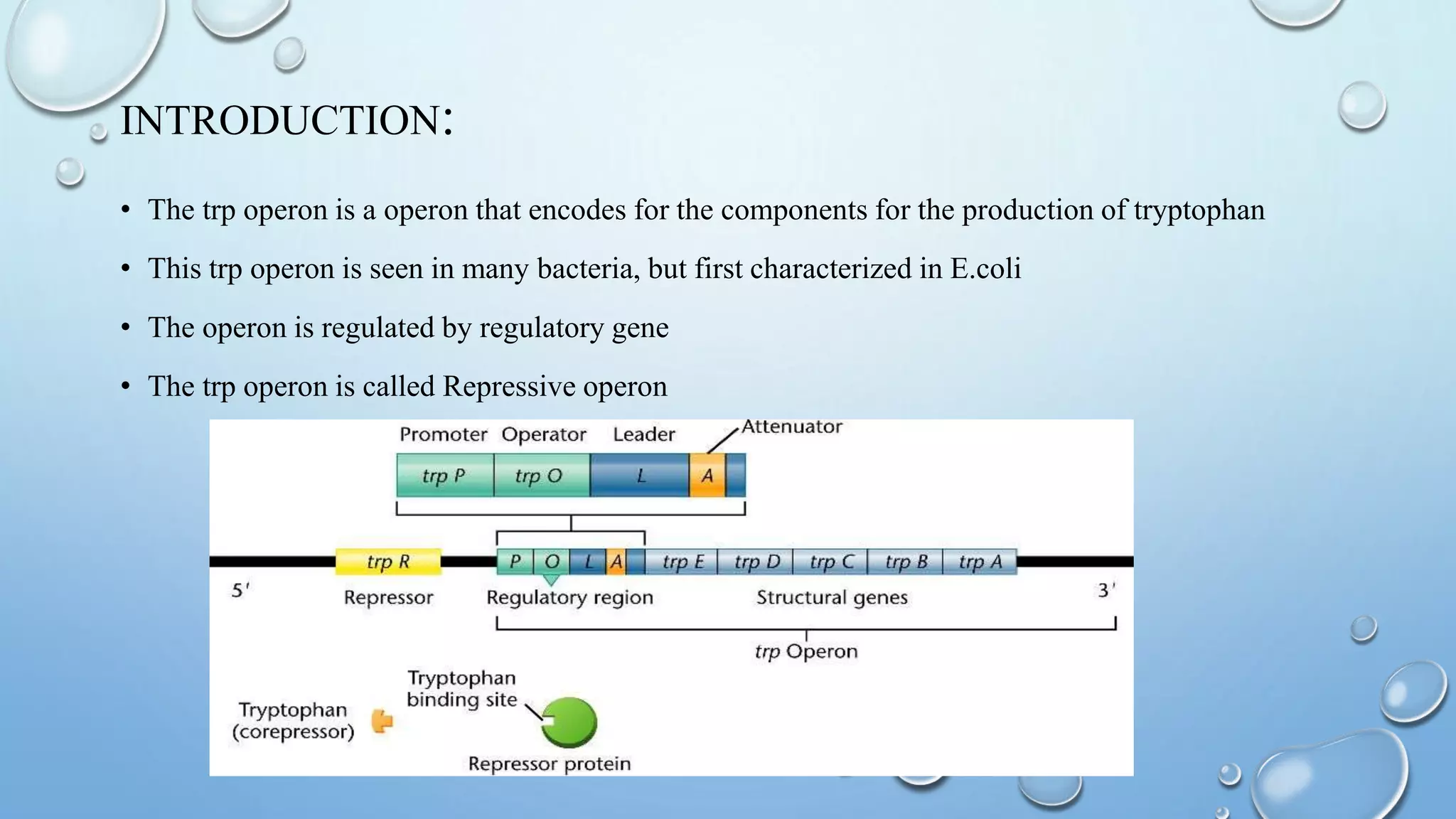 Tryptophan operon | PPTX