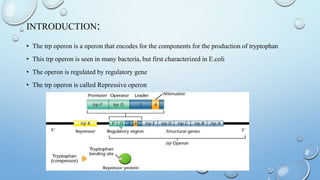 Tryptophan operon | PPTX