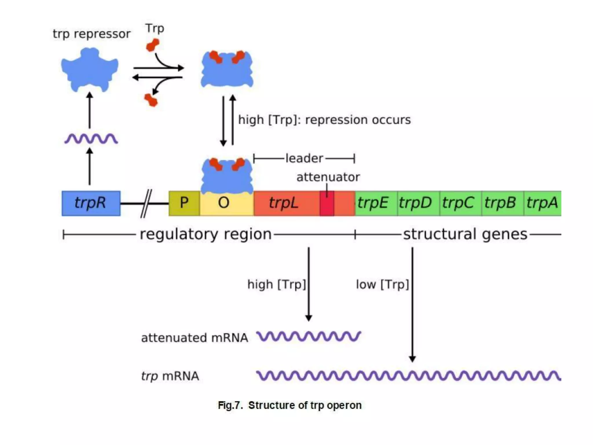 Tryptophan Operon GP 102.pptx | Chemistry | Science