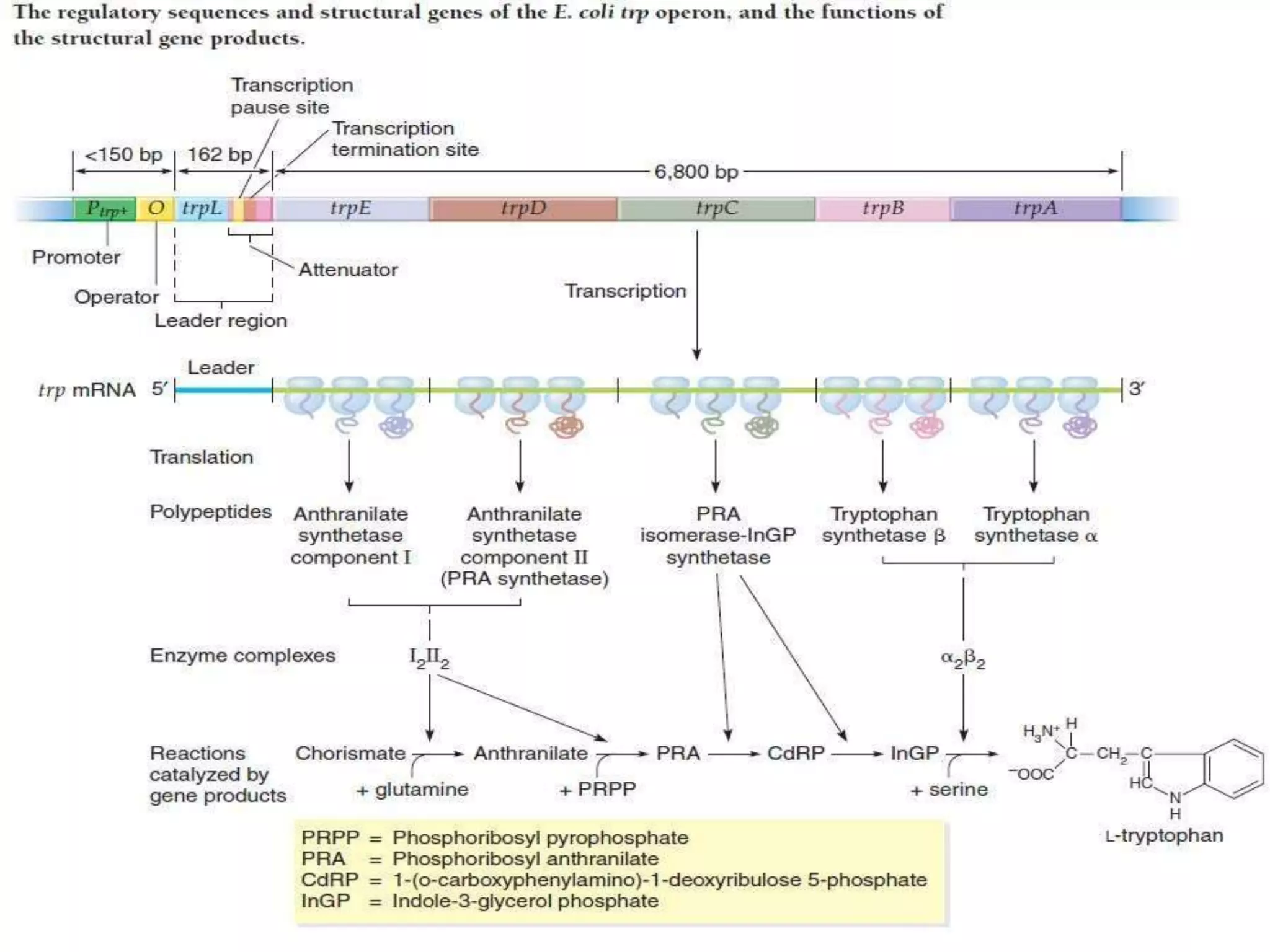 Tryptophan Operon GP 102.pptx