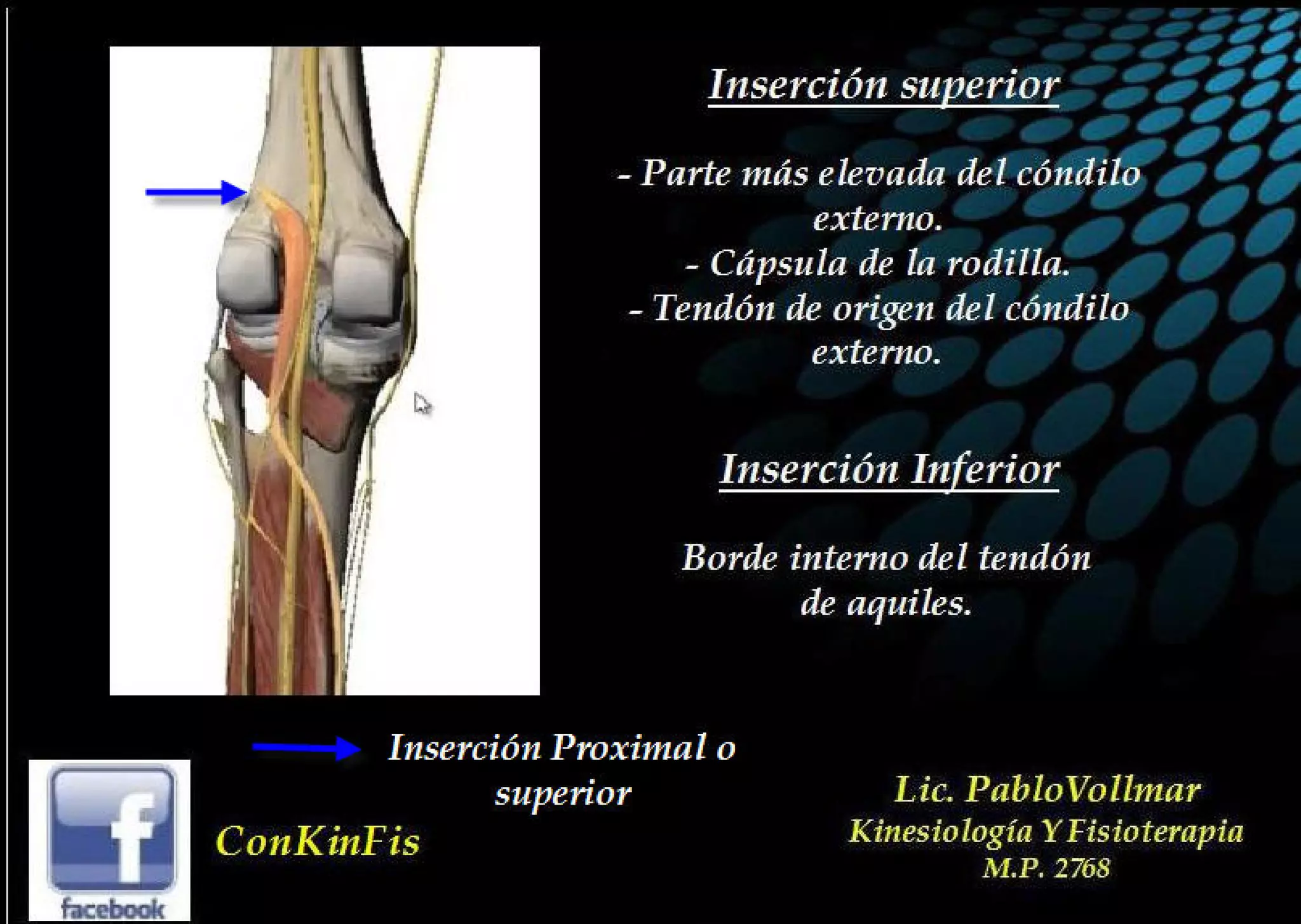 Anatomia del Triceps Sural | PDF