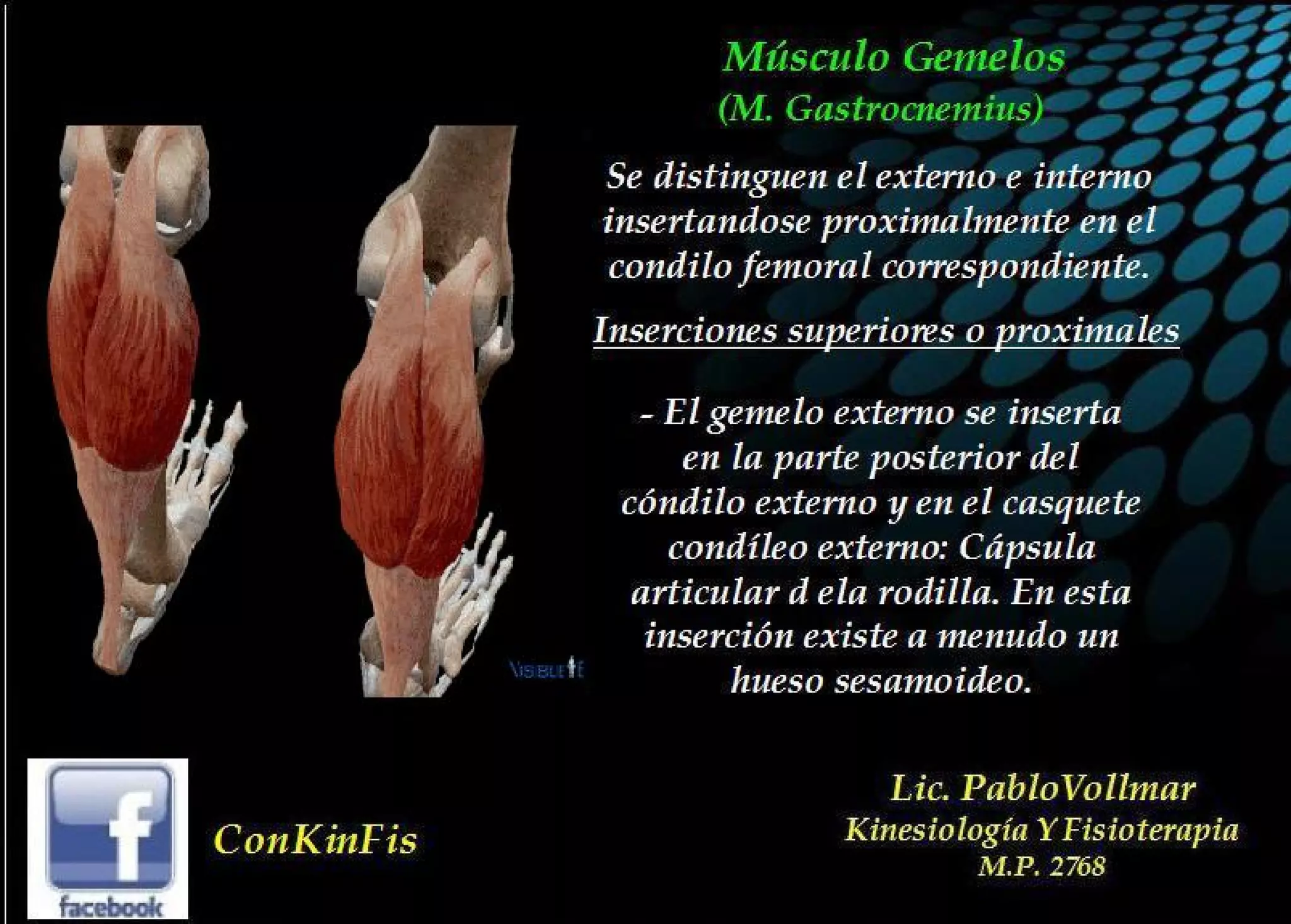 Anatomia del Triceps Sural | PPT