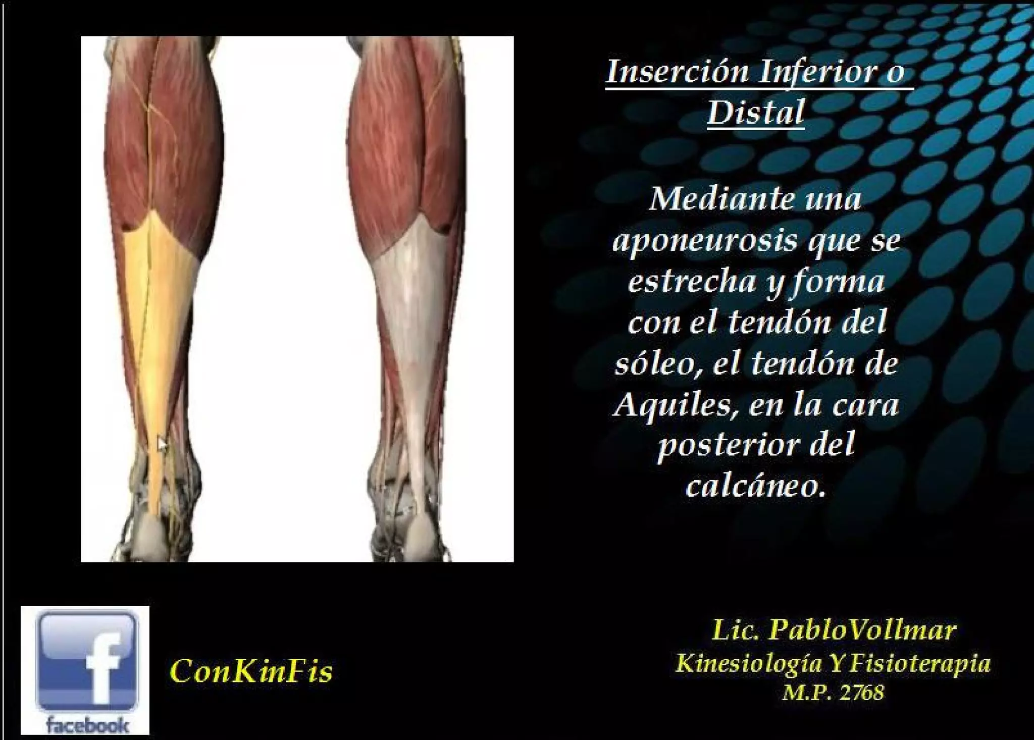 Anatomia del Triceps Sural | PPT