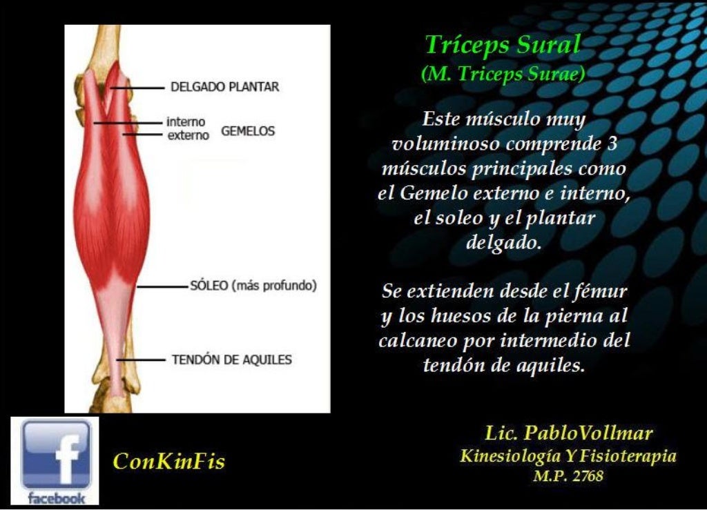 Anatomia del Triceps Sural