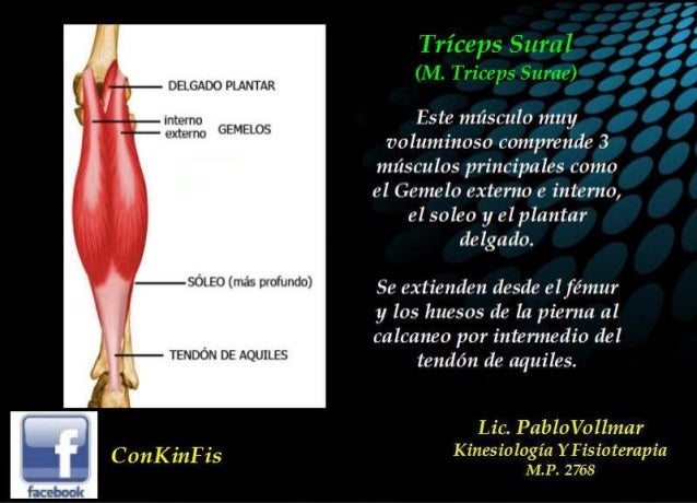 Anatomia del Triceps Sural