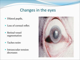 Estimation of Time since death | PPT