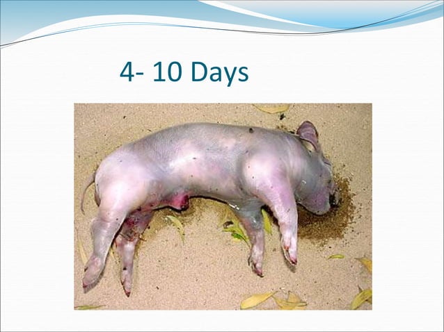 Estimation of Time since death | PPT